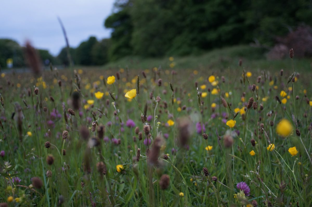 Le Biodiversity Benchmark de Textile Exchange, à suivre de près ! - Origem